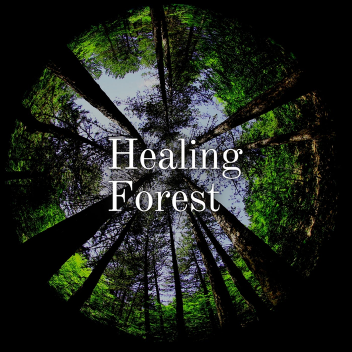 Healing Forest by Stardust at 432 Hz on Beatsource