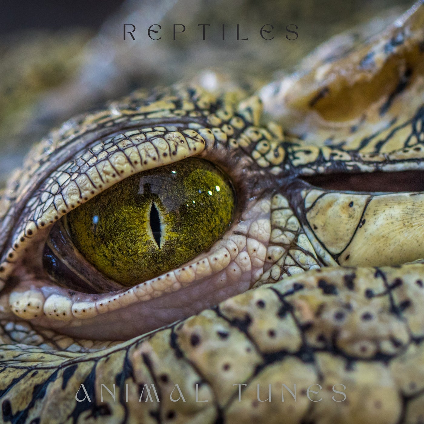 Reptiles by Animal Tunes on Beatsource